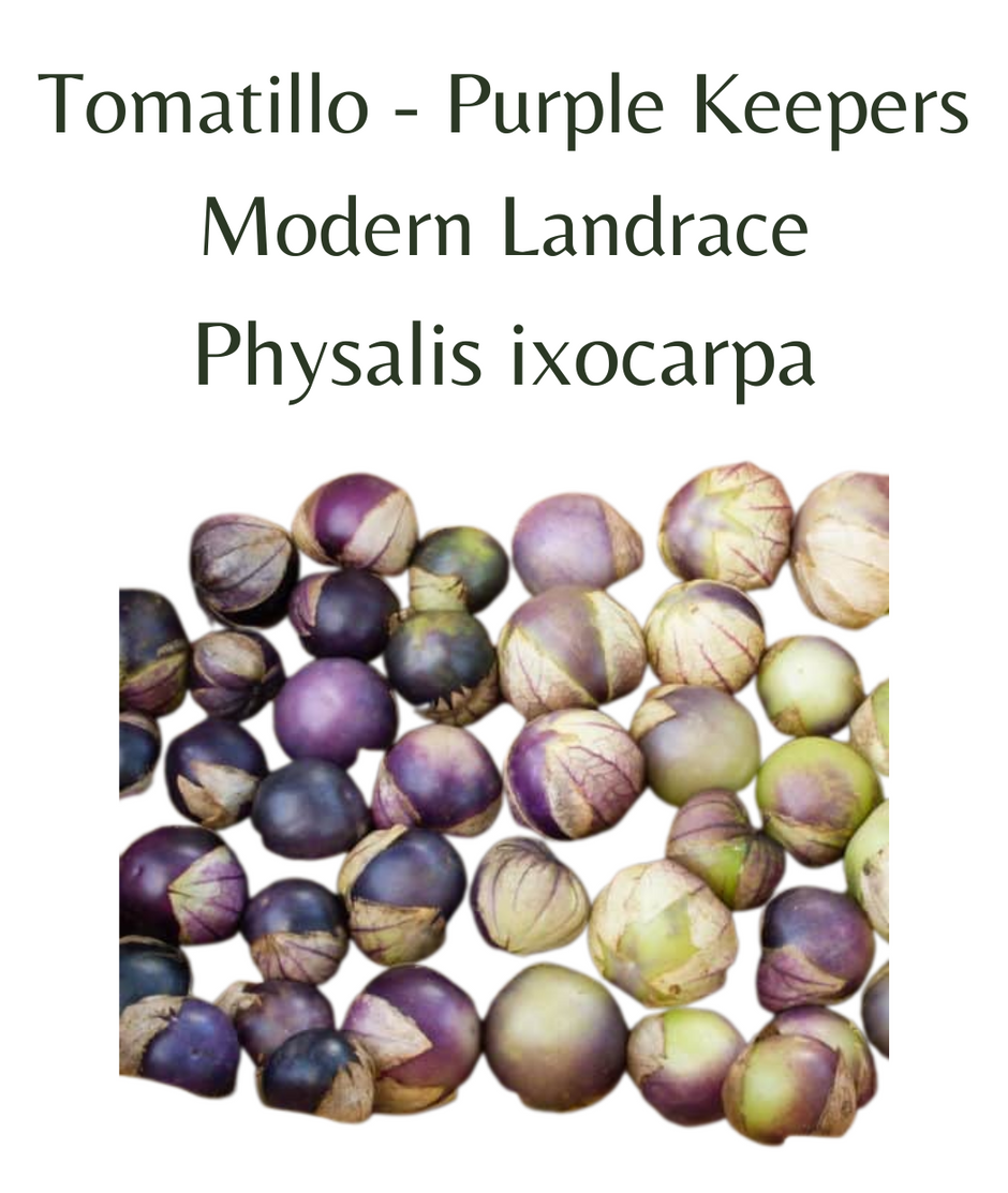 Tomatillo Seeds – Rasmussen Gardens