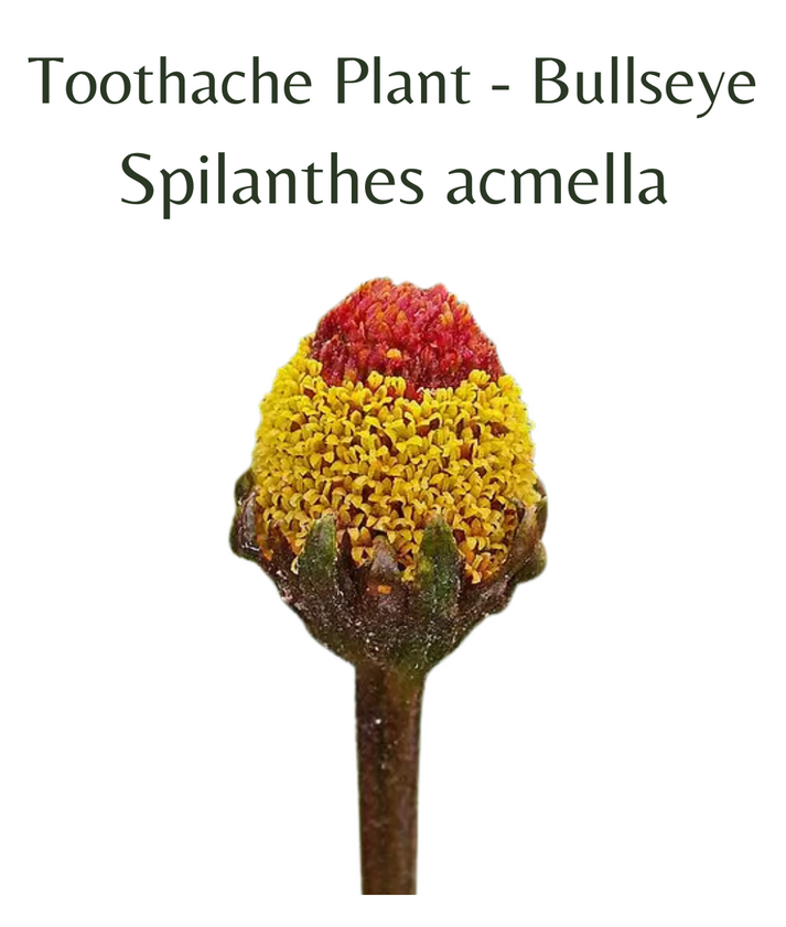 Toothache Plant, Bullseye - Spilanthes acmella (50 seeds) – Rasmussen ...