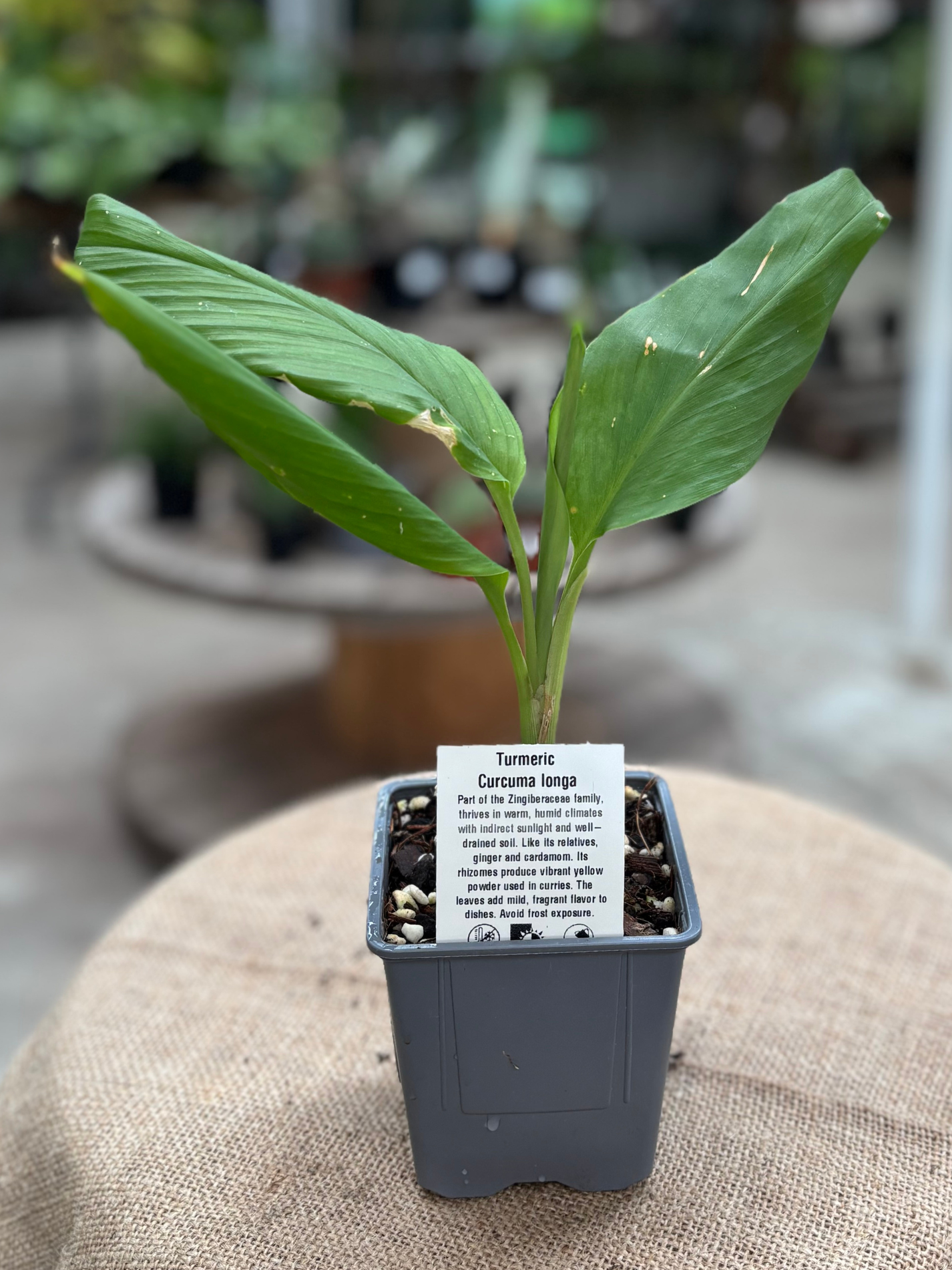 Turmeric Plant (rooted in pot) – Rasmussen Gardens