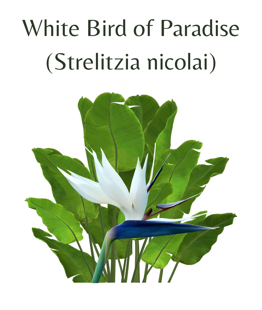 Bird of Paradise, White - Strelitzia nicola (6 seeds) – Rasmussen Gardens