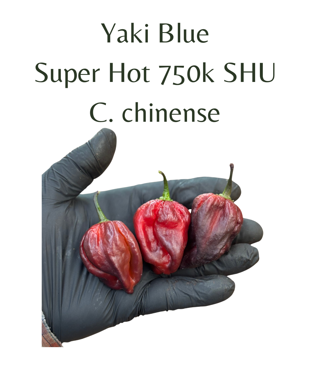 Yaki Blue Chilli Plant in 4" pot – Rasmussen Gardens