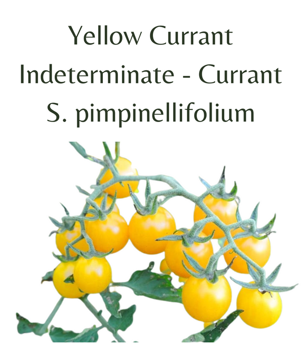 Yellow Currant Tomato Plant in 4" pot – Rasmussen Gardens