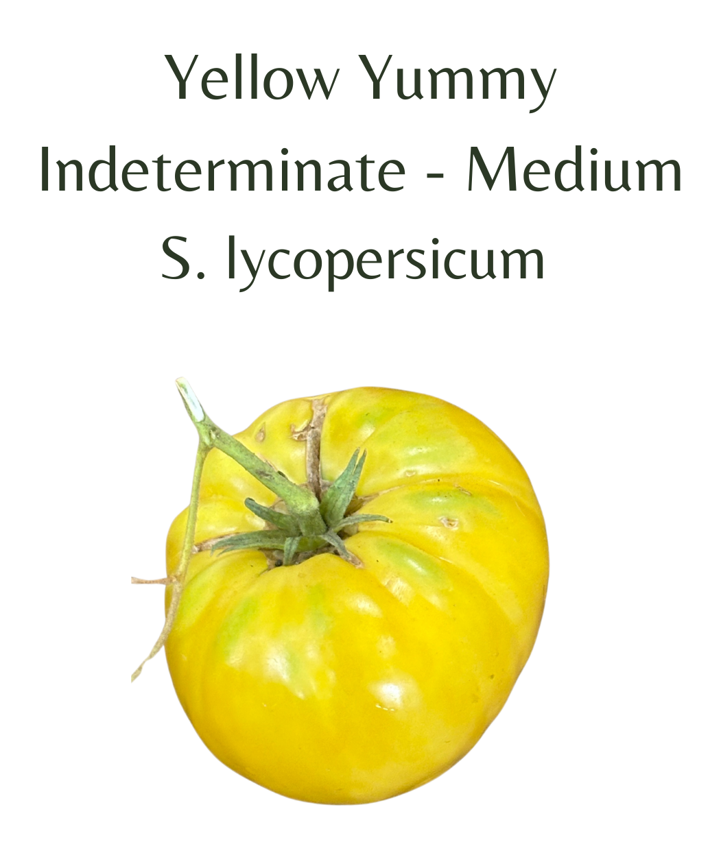 Yellow Yummy Tomato (10 seeds) – Rasmussen Gardens