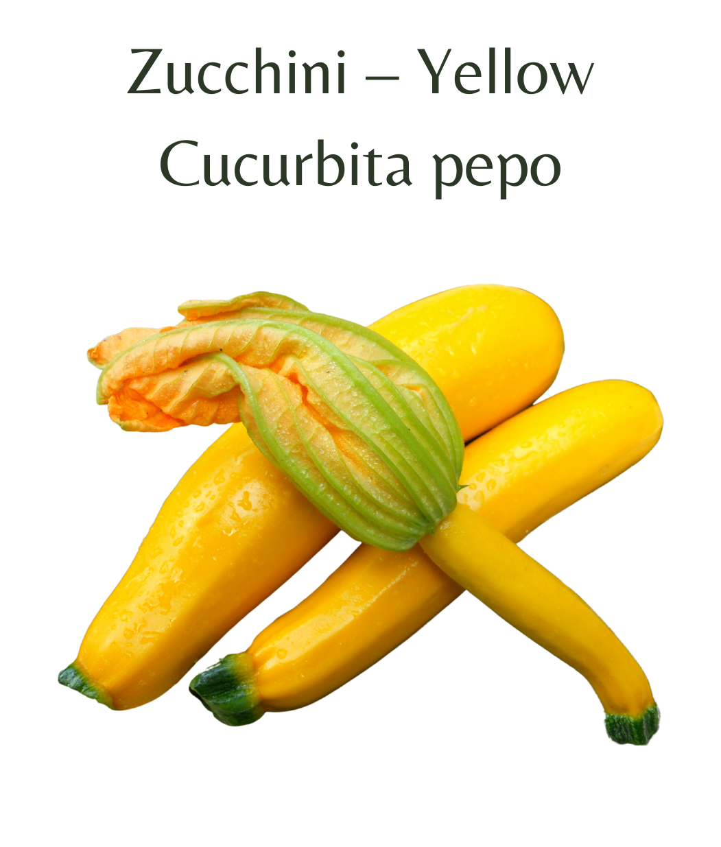 Zucchini – Yellow (15 seeds) – Rasmussen Gardens