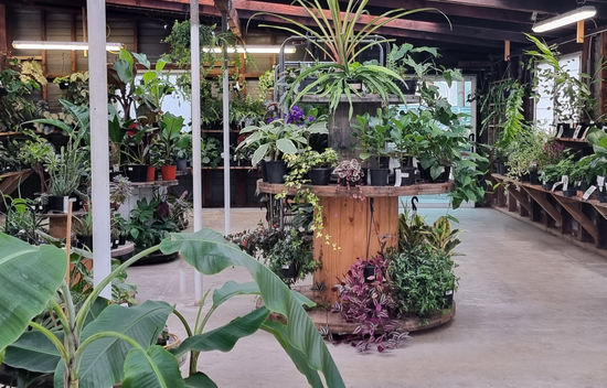 Rasmussen Gardens | Indoor Plants, Seeds & Garden Supplies